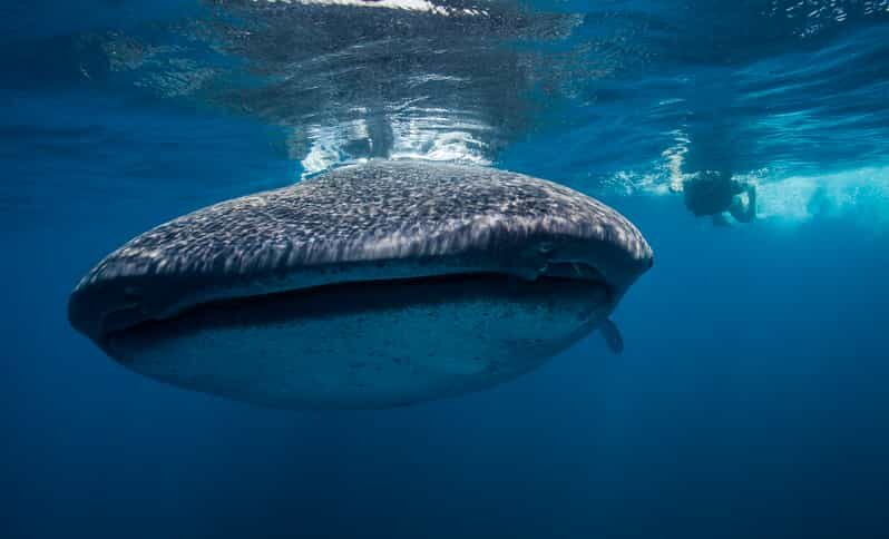 Cancún: Swim with Whale Sharks & Playa Norte Beach - The Not-So-Great Bits