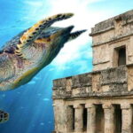 Cancun: Tulum Ruins & Snorkeling with Sea Turtles Tour - Snorkeling in Akumal with Sea Turtles