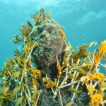 Cancún: Underwater Museum & Reef for Certified Scuba Divers - What to Expect from the Cancún Underwater Museum & Reef Tour