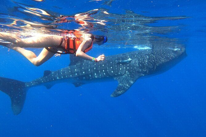 Cancun Whale Shark Experience with Snorkel & Transportation - Whats Included & Not