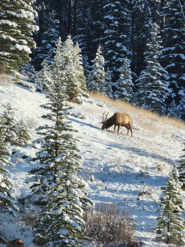 Canmore/Banff: Explore Banff & Wildlife - The Scenic Route and Key Highlights