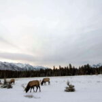 Canmore: The Winter Wonderland Hiking Tour + Transportation - What Makes This Tour Special?