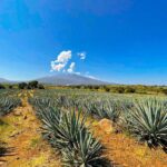 Cantaritos and Tequila Factory Tour - Whats Included and Whats Not