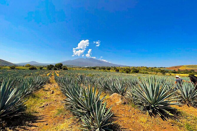 Cantaritos and Tequila Factory Tour - Whats Included and Whats Not