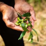 Cape Byron Aboriginal Tour - What Makes the Cape Byron Aboriginal Tour Stand Out?