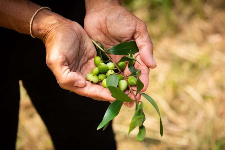 Cape Byron Aboriginal Tour - What Makes the Cape Byron Aboriginal Tour Stand Out?