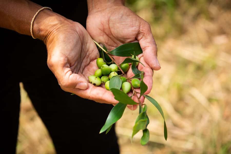 Cape Byron Aboriginal Tour - What Makes the Cape Byron Aboriginal Tour Stand Out?