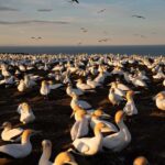 Cape Kidnappers: Gannet Colony Exclusive Sunrise Tour - Who Would Love This Tour?