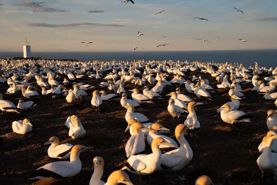 Cape Kidnappers: Gannet Colony Exclusive Sunrise Tour - Who Would Love This Tour?