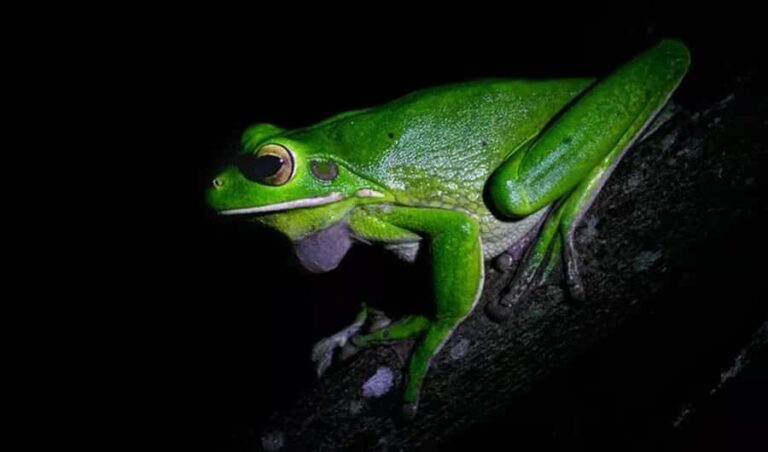 Cape Tribulation: Daintree Rainforest Night Walk Tour - Why This Tour Is Worth Considering