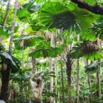 Cape Tribulation & Daintree Wilderness (TCT) - Wildlife Habitat Port Douglas