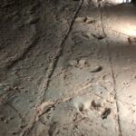 Carisbrooke Station and Dinosaur Stampede Day Tour from Winton - An In-Depth Look at the Tour Experience