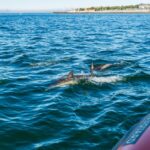 Cascais: Dolphin Watching Tour - The Experience in Detail