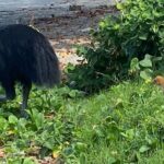 Cassowary Coast Goondoi Culture Tour - What’s Included and What’s Not?