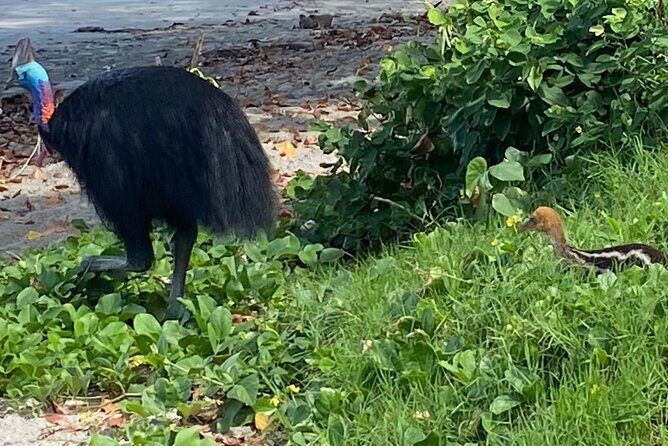 Cassowary Coast Goondoi Culture Tour - What’s Included and What’s Not?