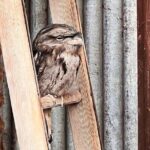 Caversham Wildlife and Swan Valley Private Tour - Exploring the Itinerary in Detail