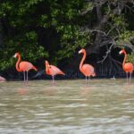 Celestun Biosphere Reserve Tour from Merida - Authentic Insights from Reviews