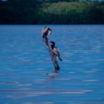 Celestún Flamingos, Beach, and Seafood Tour, leaving from Merida - What to Expect from the Experience