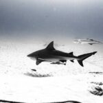 Cenote Diving in Tulum A Thrilling Adventure for Certificates - Why This Tour Offers Great Value