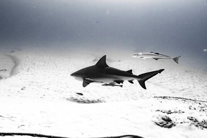 Cenote Diving in Tulum A Thrilling Adventure for Certificates - Why This Tour Offers Great Value