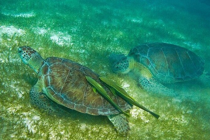 Cenote & Turtles Swim Tour! Reef Adventure from Playa del Carmen - Value and Practical Insights