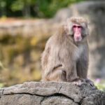 Central Park Zoo Entry Ticket - Navigating Your Day at the Zoo