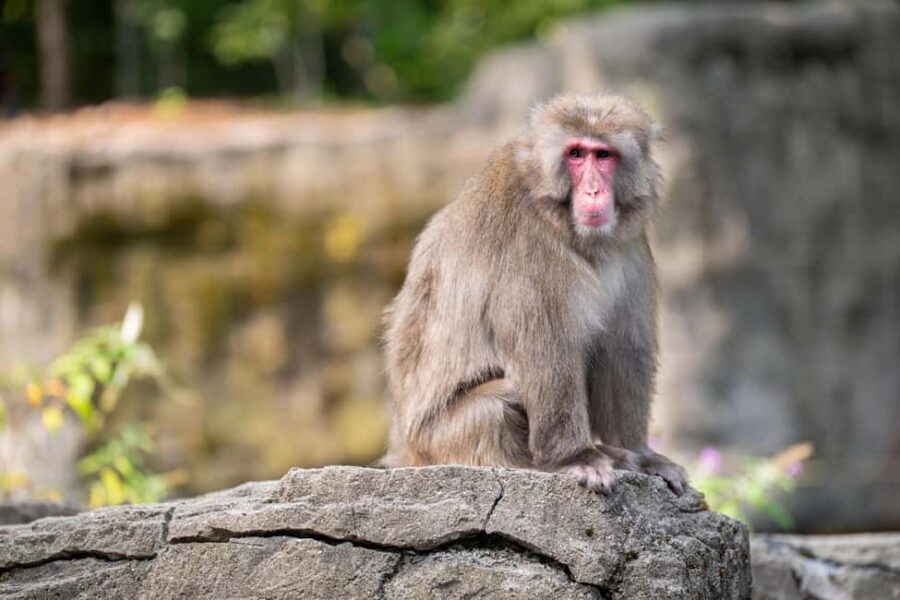 Central Park Zoo Entry Ticket - Navigating Your Day at the Zoo