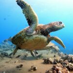 Certified Divers! Scuba dive the Ka'anapali Coast and more! - The Value of a Guided Shore Dive