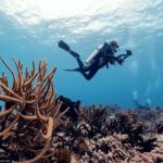 Certified Diving 2 Tanks in Cozumel - A Close Look at the Itinerary and Experience