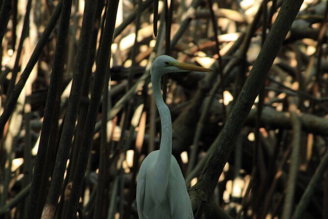 Chacahua Afternoon Journey - An In-Depth Look at the Chacahua Afternoon Journey
