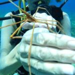 Chankanaab Park Plus Discovery Scuba Dive with Lunch - Who Should Consider This Experience?