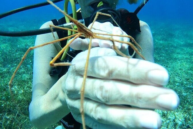 Chankanaab Park Plus Discovery Scuba Dive with Lunch - Who Should Consider This Experience?