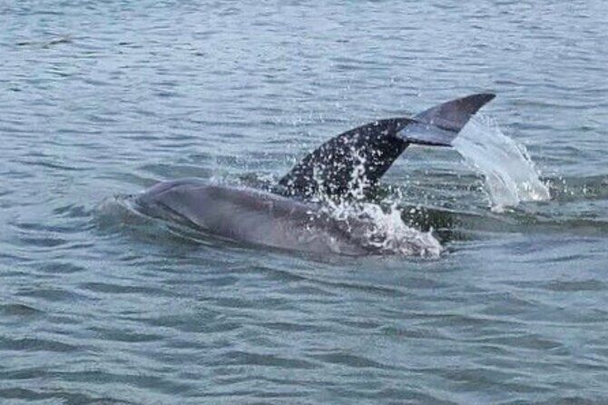 Charleston Dolphin Cruise Scenic Harbor Adventure - The Itinerary: What to Expect