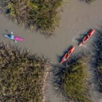 Charleston: Folly Beach Morning Kayak Dolphin Safari - What You Can Expect During the Tour