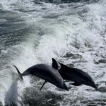 Charlotte Harbor: Dolphin Discovery Day Cruise - FAQs