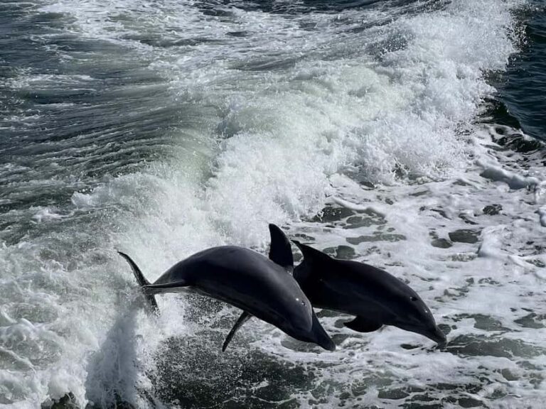 Charlotte Harbor: Dolphin Discovery Day Cruise - FAQs