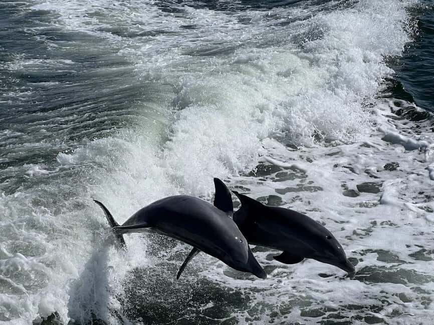 Charlotte Harbor: Dolphin Discovery Day Cruise - FAQs