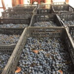 Chihuahua: Elemental Wine Experience with Tasting and Tour - FAQs