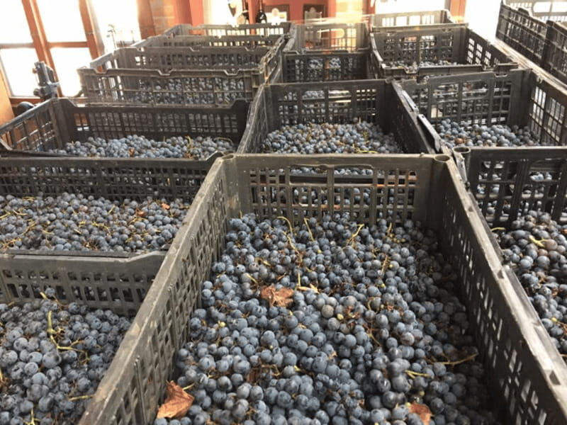 Chihuahua: Elemental Wine Experience with Tasting and Tour - FAQs