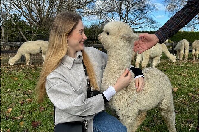 Christchurch Alpaca Farm Tour From Kaiapoi - Authentic Stories and Real Guest Experiences