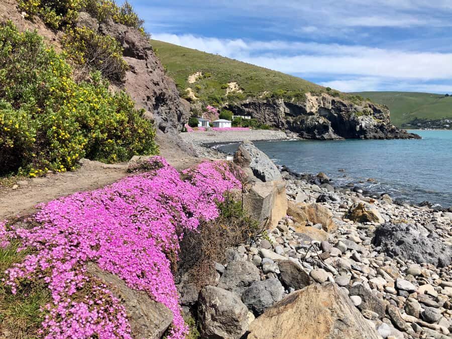 Christchurch: Guided Crater Rim Walk with Coastal Scenery - Why This Tour Offers Great Value