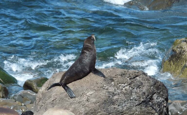 Christchurch: Kaikoura Day Tour with Hotel Pickup - Optional Activities and Flexibility