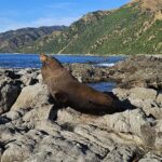 Christchurch: Kaikoura Whale Watching Day Tour - In-Depth Look at the Experience