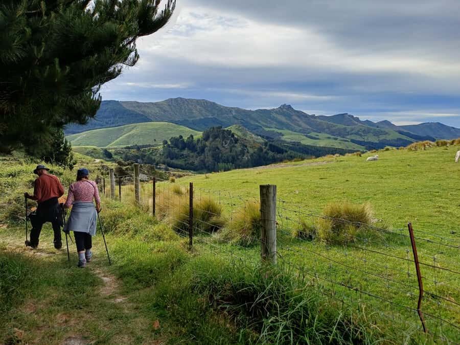 Christchurch: Packhorse Hut Guided Walk and Scenic Drive - What Makes This Tour Stand Out?
