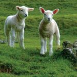 Christchurch Sheep Farm Visit - The Practicalities: What You Need to Know