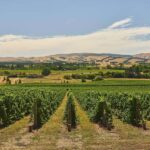 Christchurch Waipara Valley Private Wine Tour - Who Should Consider This Tour?