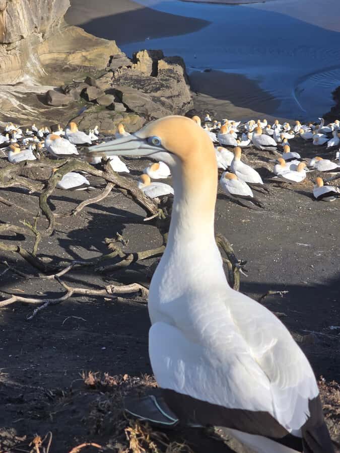 City & Coast & Country  A Relaxed Day Tour from Auckland - What to Expect from the Tour