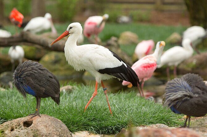 Classic Safari Adventure at Safari West - What Reviewers Say