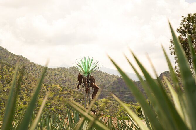 Classic Tequila Tour and CANTARITOS EL GÜERO - What’s Included and What to Keep in Mind