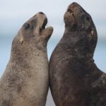 Clearwater Wildlife Tours (small group 10max) Otago Peninsula - Why This Tour Excels in Value and Authenticity